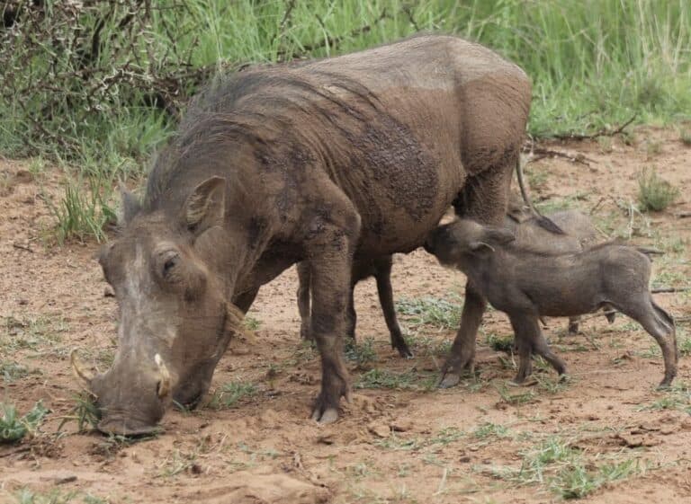 African Animal Facts: 27 Extraordinary Things You Never Knew