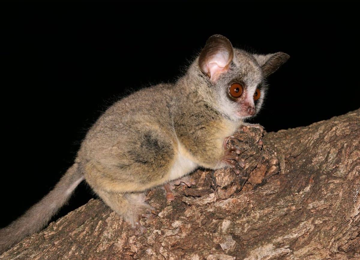 African Animal Facts: 27 Extraordinary Things You Never Knew